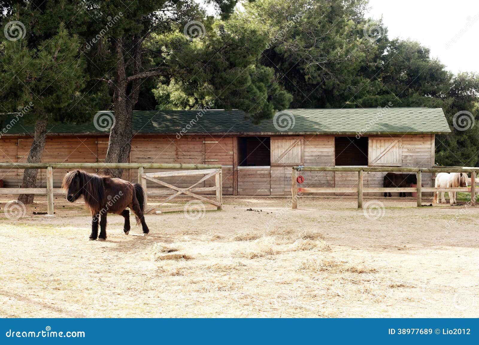 Ponies at a farm stock image. Image of nature, cute, outdoor - 38977689