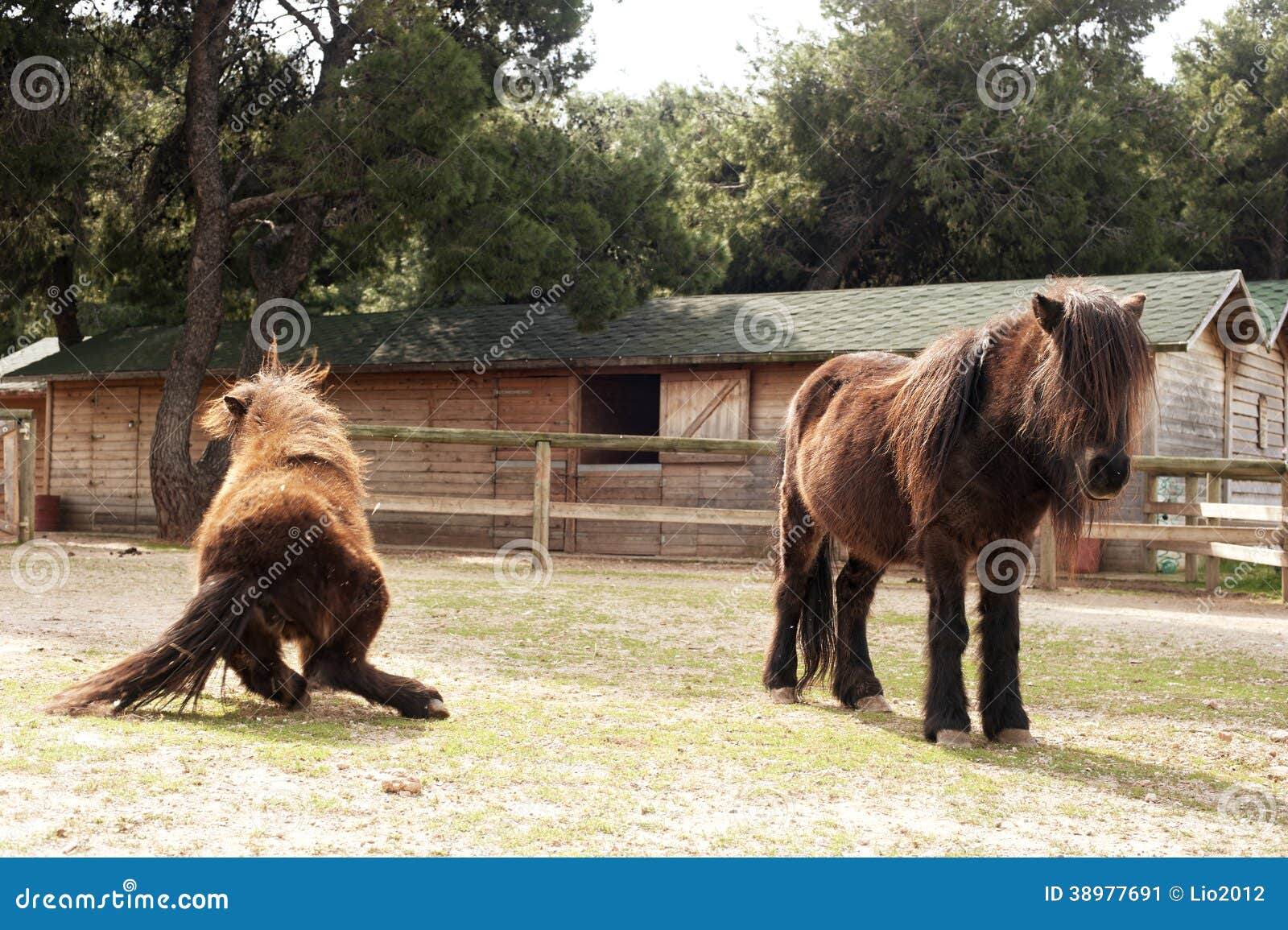 Ponies at a farm stock image. Image of race, horse, face - 38977691