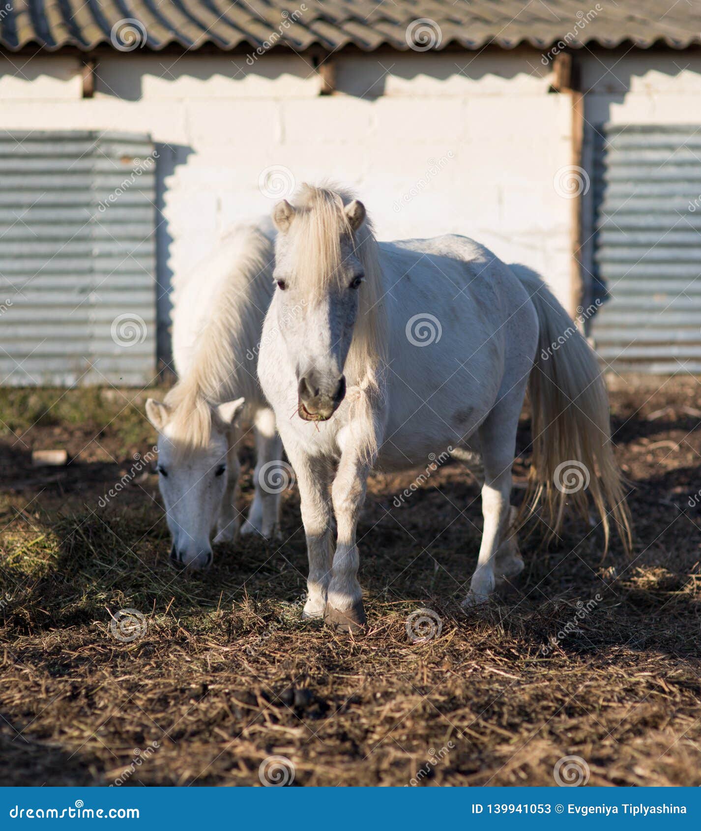 Ponies on the farm stock image. Image of natural, animals - 139941053