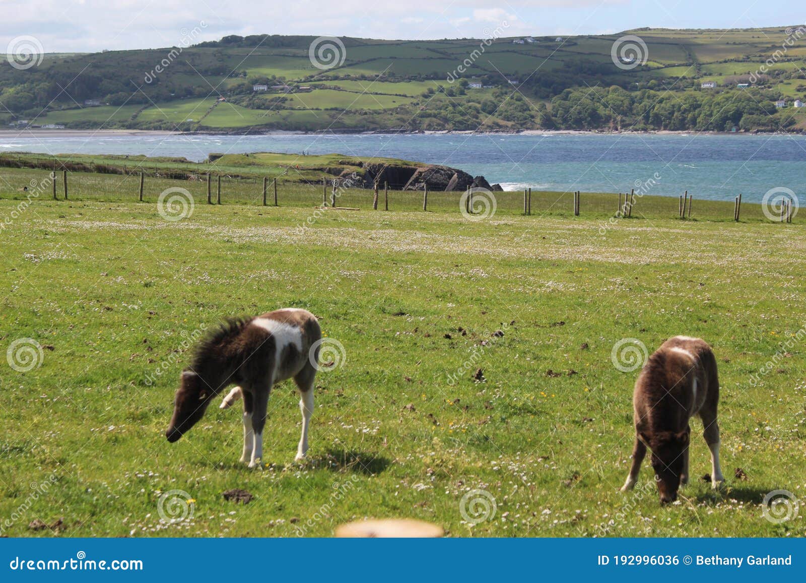 Ponies in a field stock photo. Image of herd, grazing - 192996036