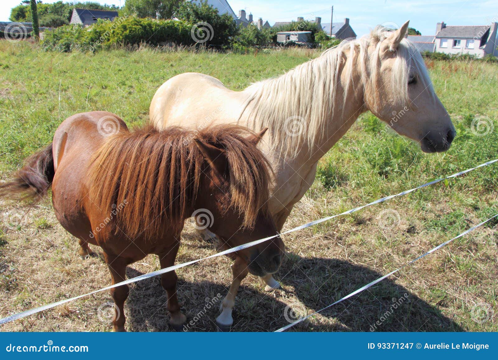Ponies in a field stock image. Image of pony, paddock - 93371247