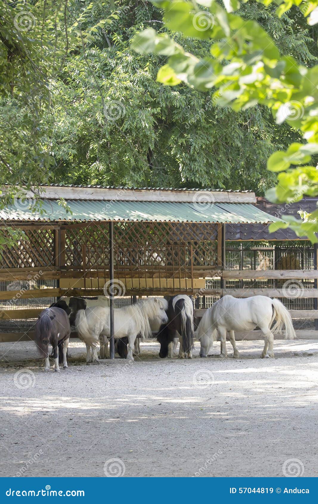 Ponies stock image. Image of cowhouse, entertainment - 57044819