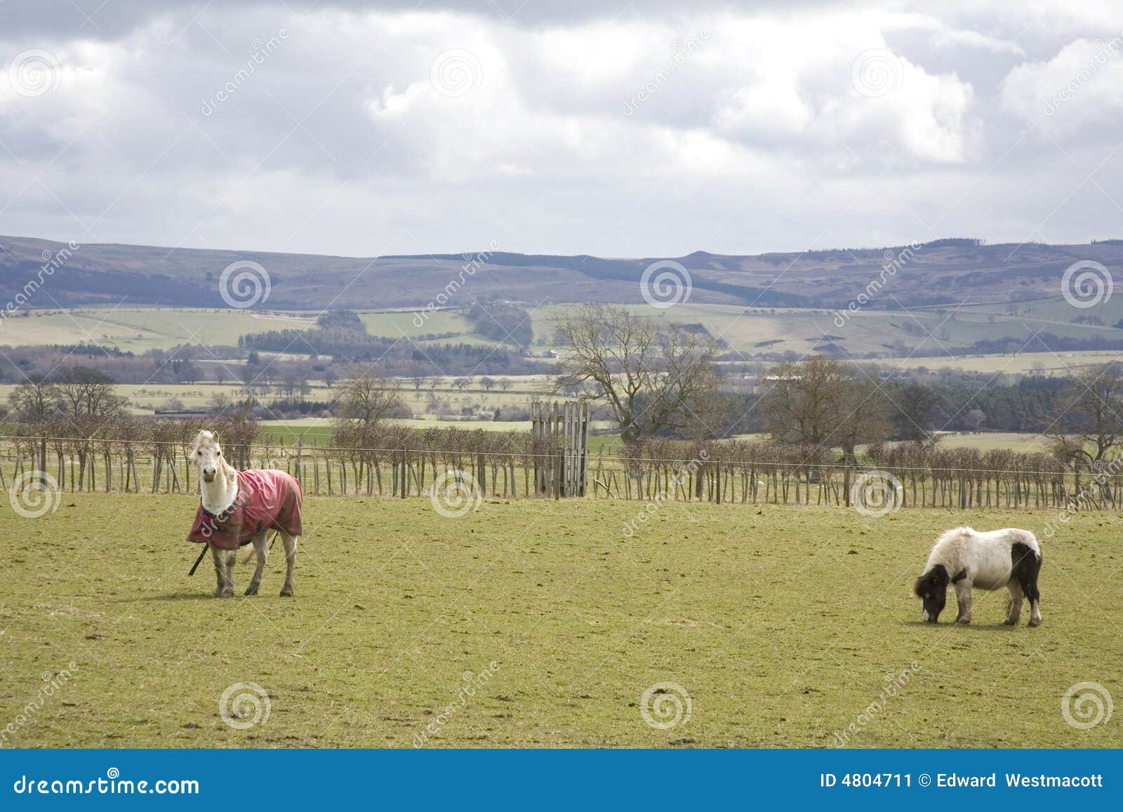 Ponies in green field stock image. Image of agriculture - 4804711