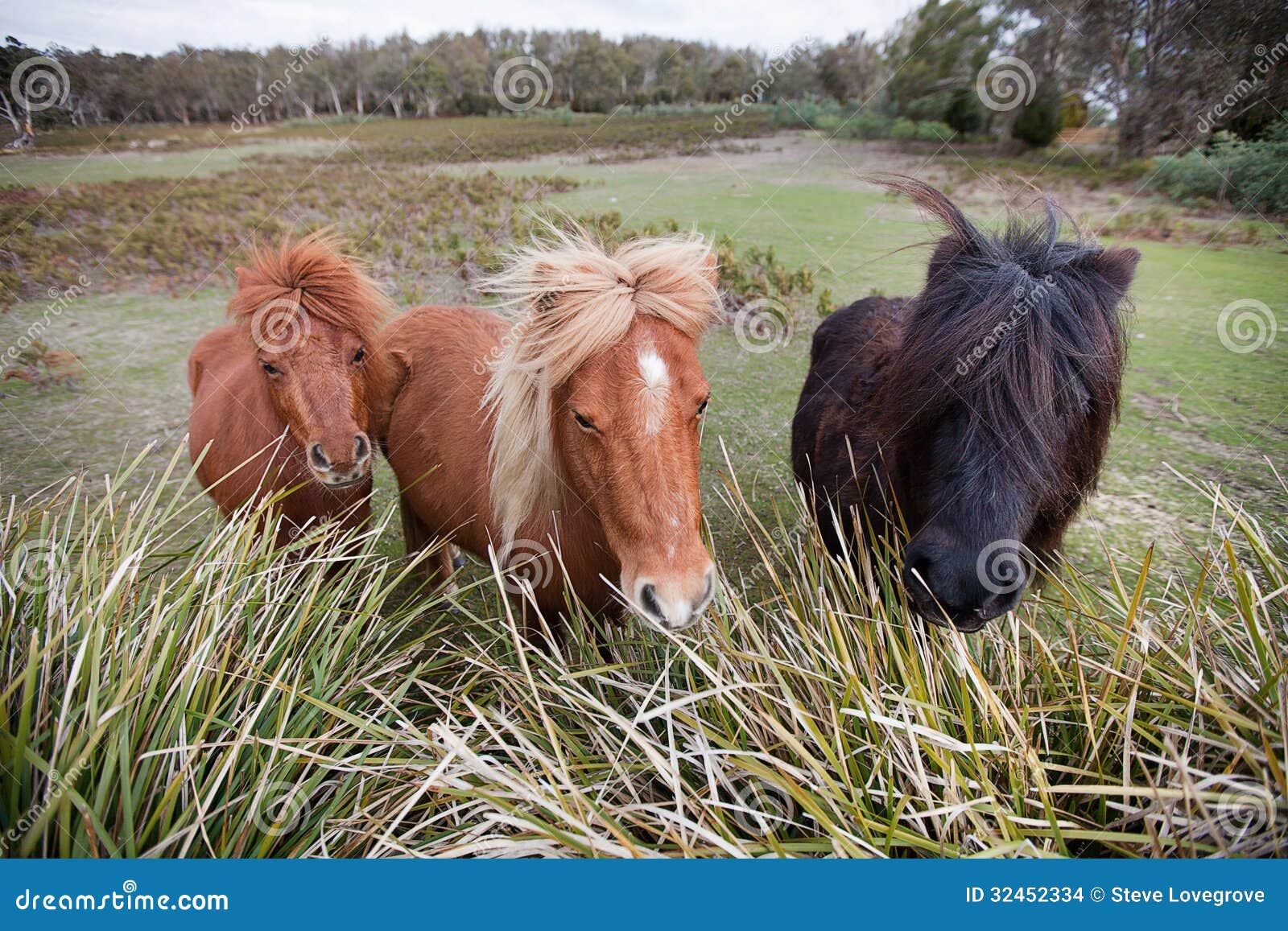 Ponies in Padock stock photo. Image of horse, ponies - 32452334