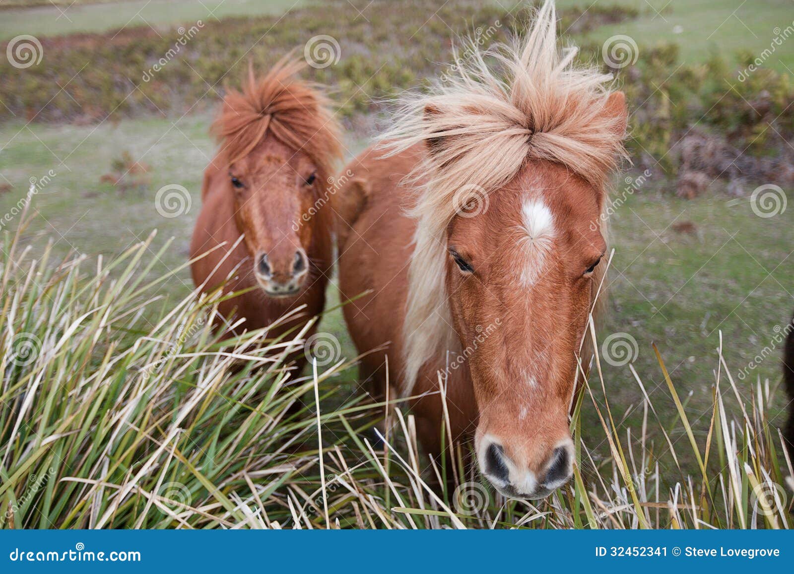 Ponies in Padock stock image. Image of animal, miniature - 32452341