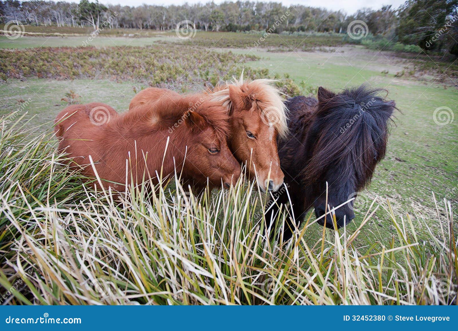 Ponies in Padock stock photo. Image of pony, miniature - 32452380