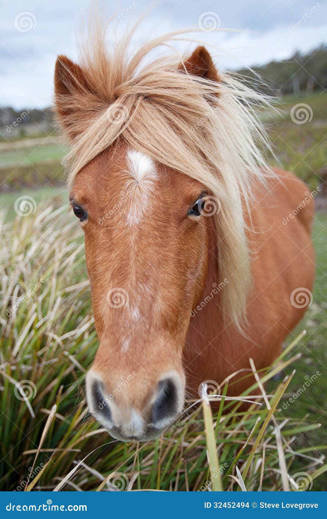 Ponies in Padock stock photo. Image of ponies, mini, mammal - 32452494
