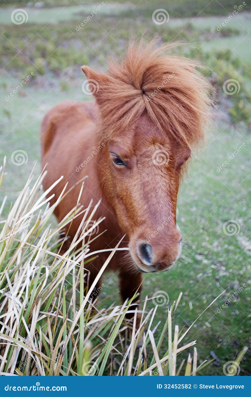 Ponies in Padock stock photo. Image of mini, horse, ponies - 32452582