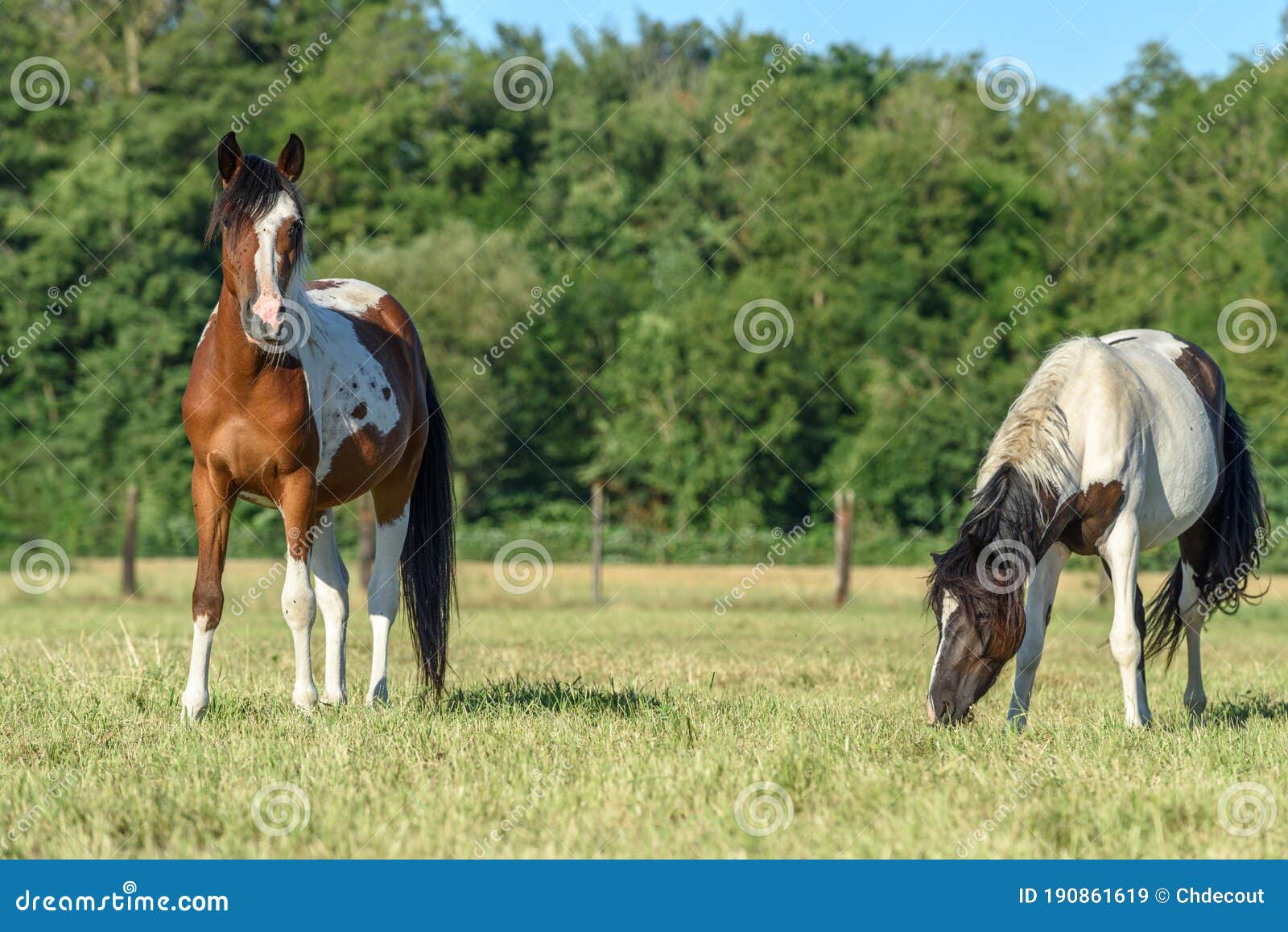 Ponies in a Pasture in the Countryside Stock Image - Image of pony ...