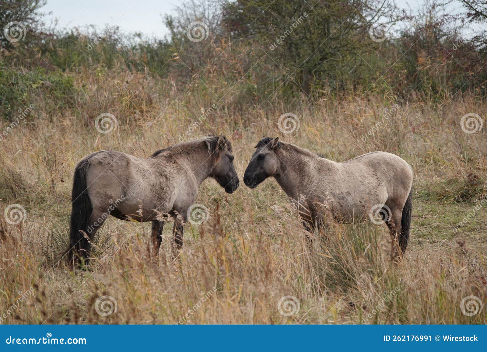 Ponies Playing in the Meadows Stock Image - Image of herd, farm: 262176991