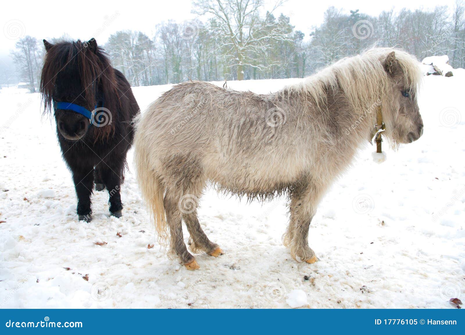 Ponies in snow stock image. Image of hungry, cold, dirty - 17776105