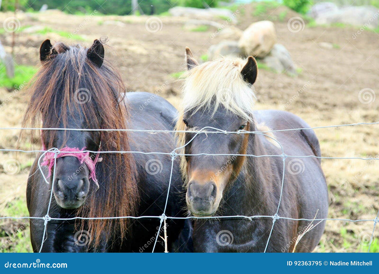 Ponies Standing by a Wire Fence Stock Image - Image of horse, standing ...