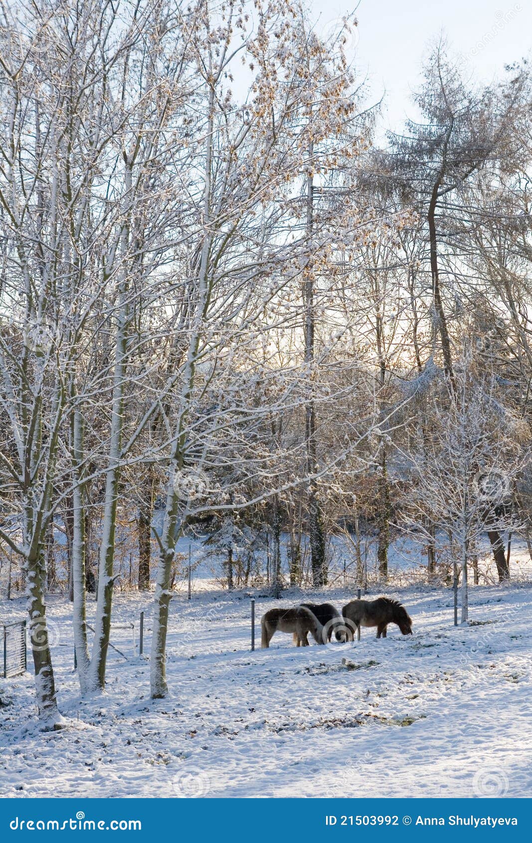 Ponies in winter forest stock photo. Image of winter - 21503992