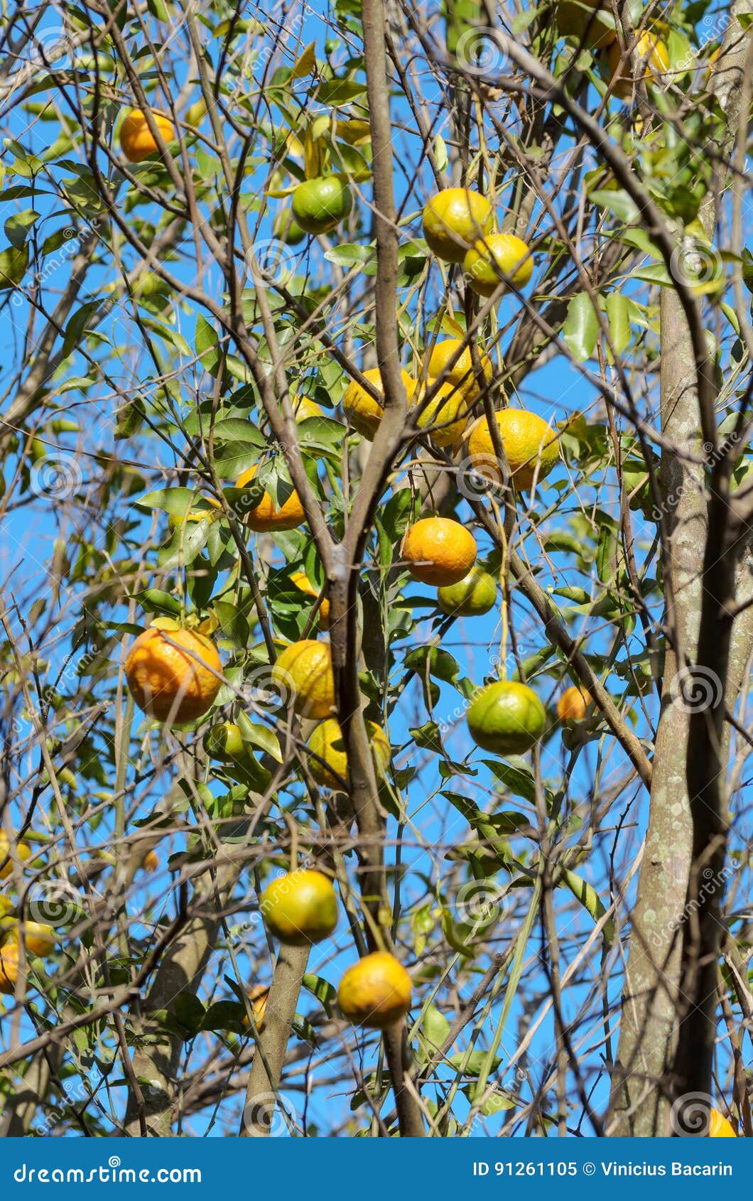 Ponkan Tree with Some Ripe Fruits Stock Image - Image of twigs, organic ...