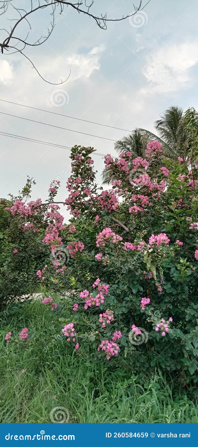 Ponki stock image. Image of ponki, bucket, prid, flower - 260584659