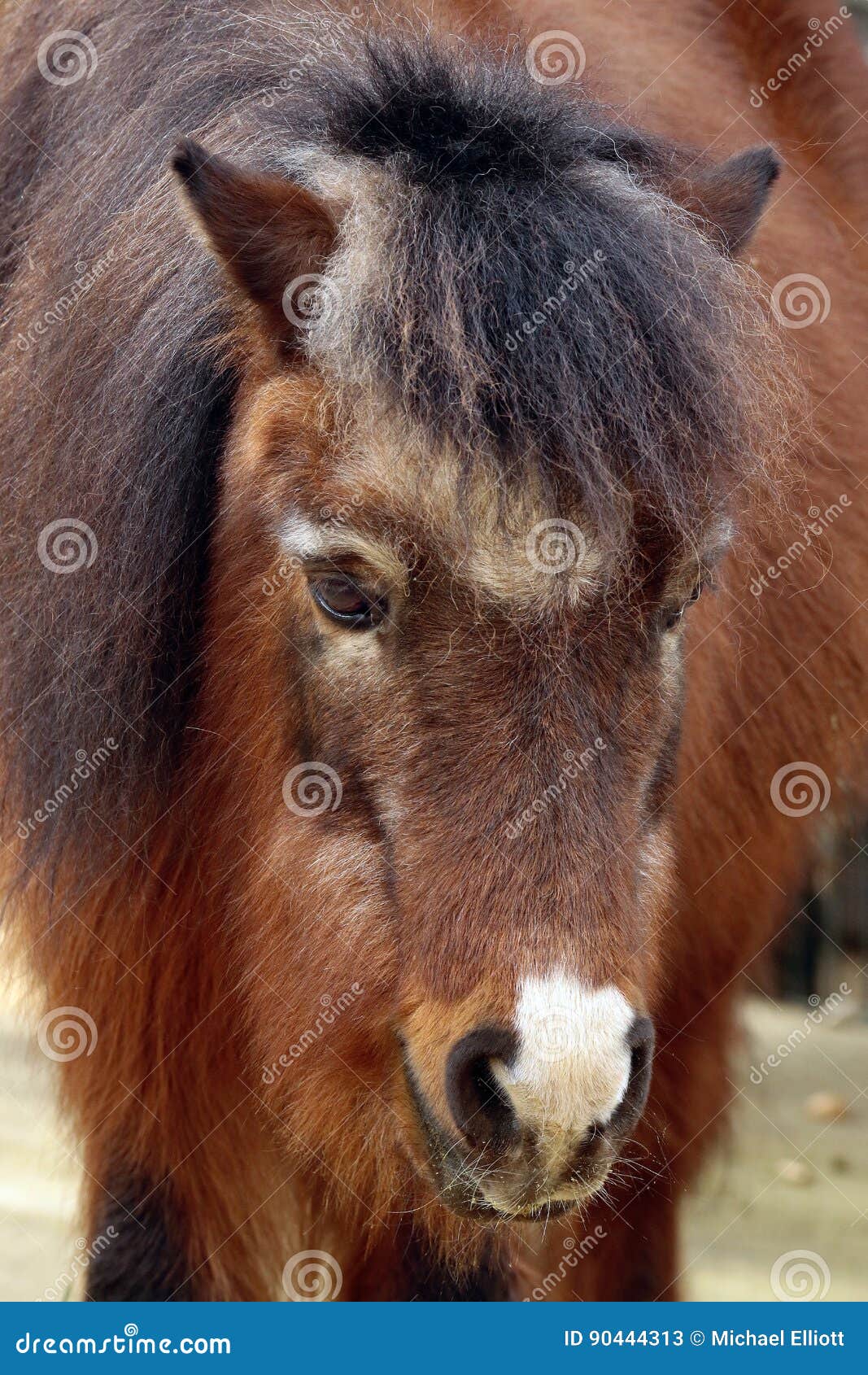 Ponny fotografering för bildbyråer. Bild av tunga, medf8ort - 90444313