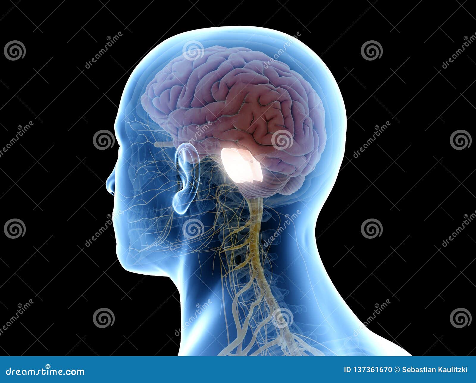 The pons stock illustration. Illustration of nerve, brain - 137361670