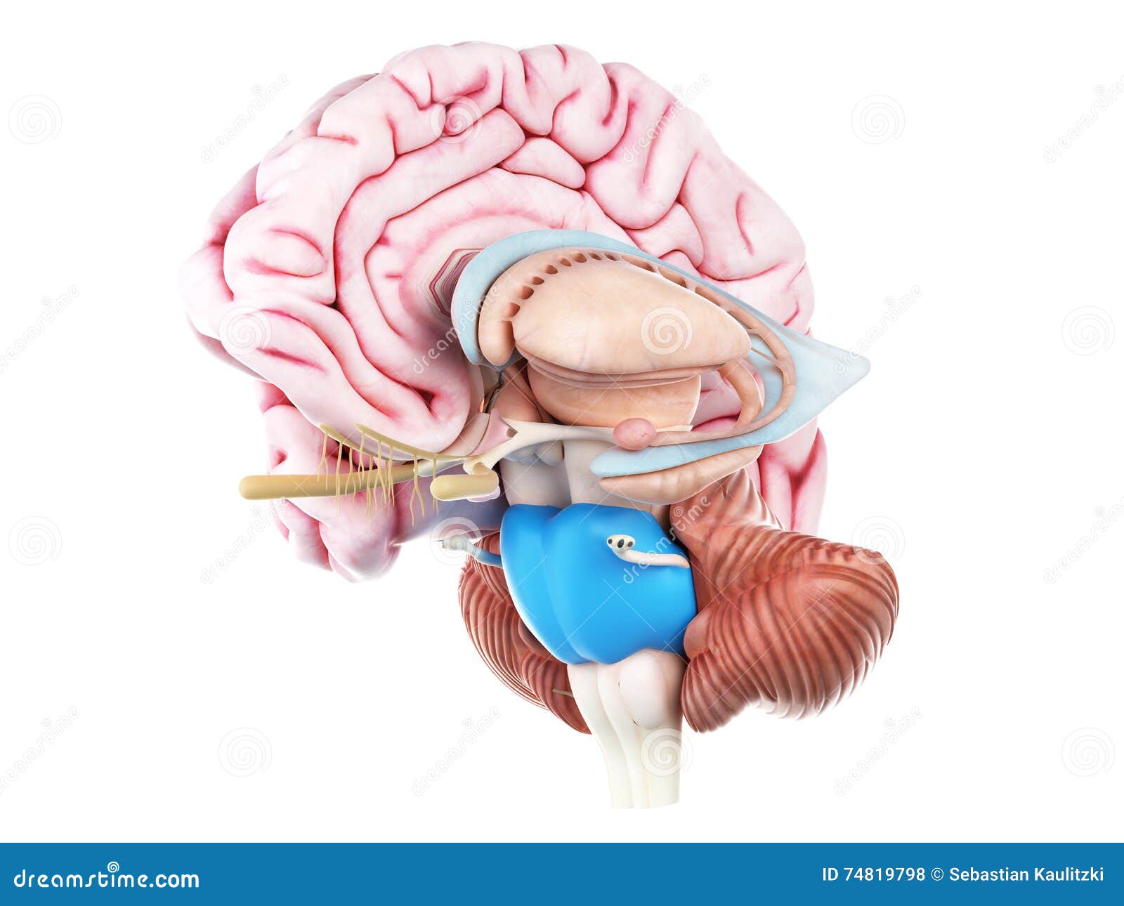 Pons Stock Illustrations – 601 Pons Stock Illustrations, Vectors ...
