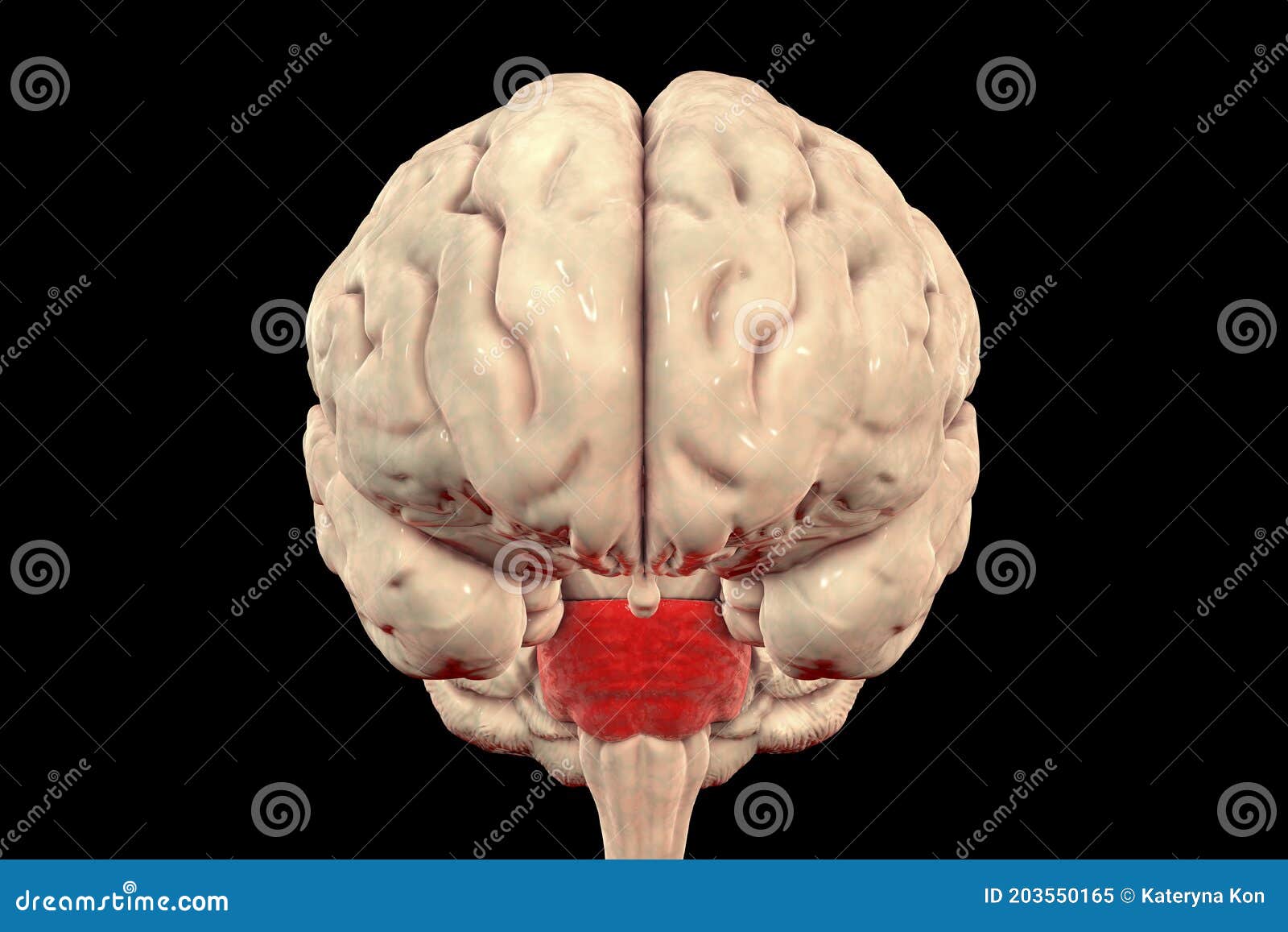 Pons Highlighted Inside Human Brain, 3D Illustration Stock Illustration ... Pons Highlighted Inside Human Brain, 3D Illustration Stock Illustration ...