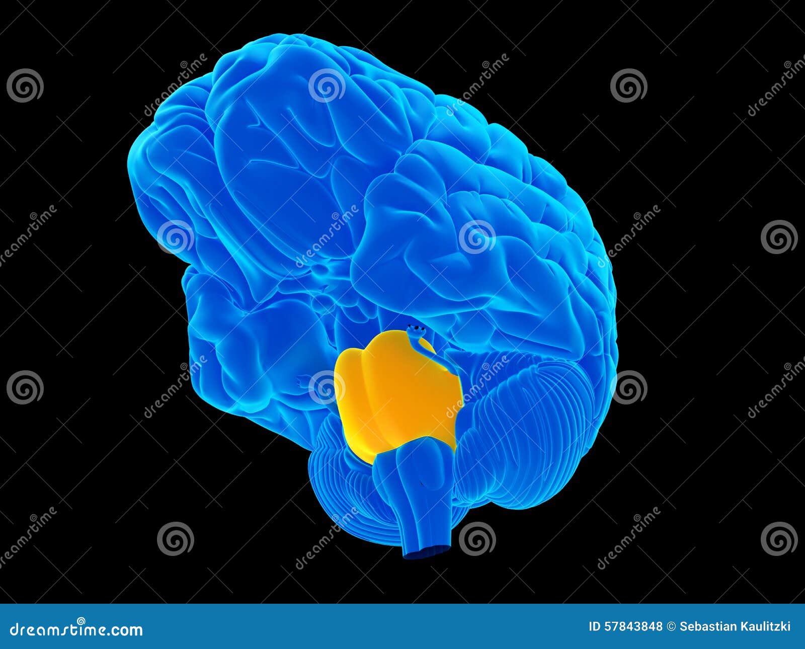 The pons stock illustration. Illustration of science - 57843848