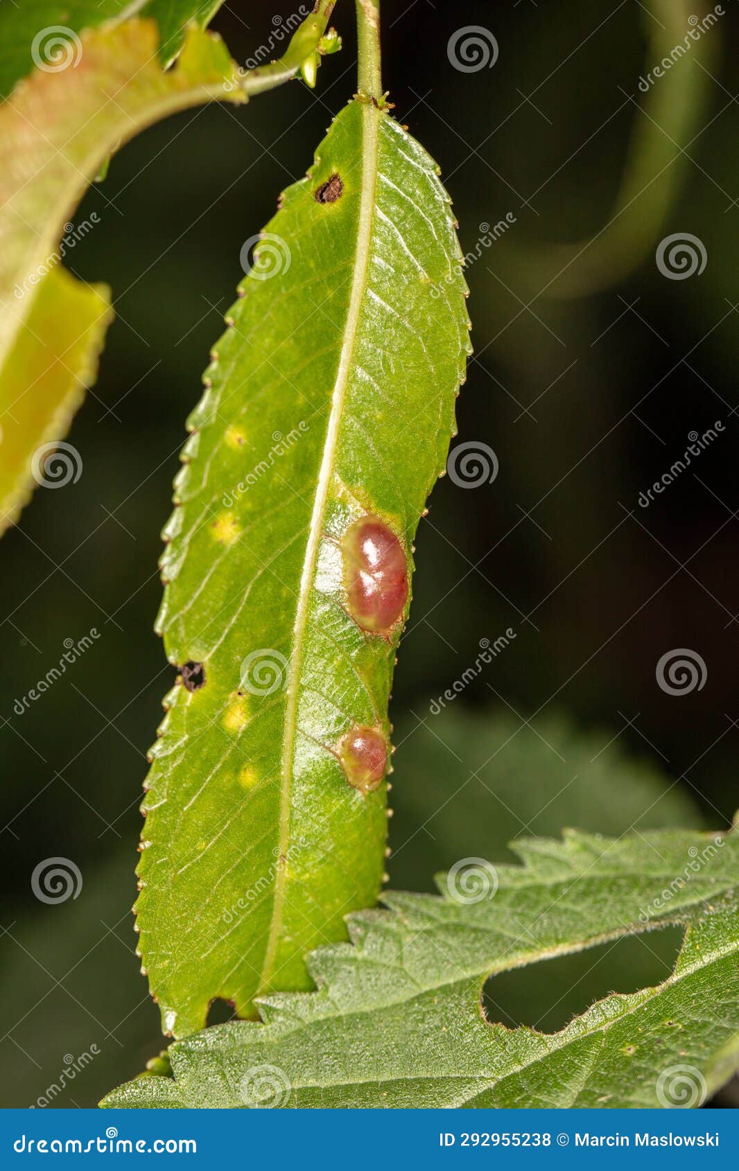 Gall Sawfly Stock Photos - Free & Royalty-Free Stock Photos from Dreamstime