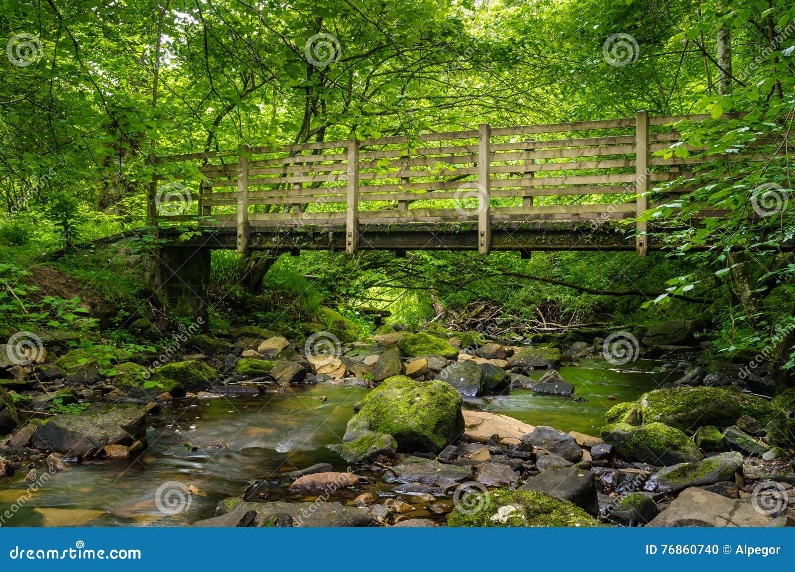 Ponte Di Legno in Una Foresta Fotografia Stock - Immagine di stupore ...