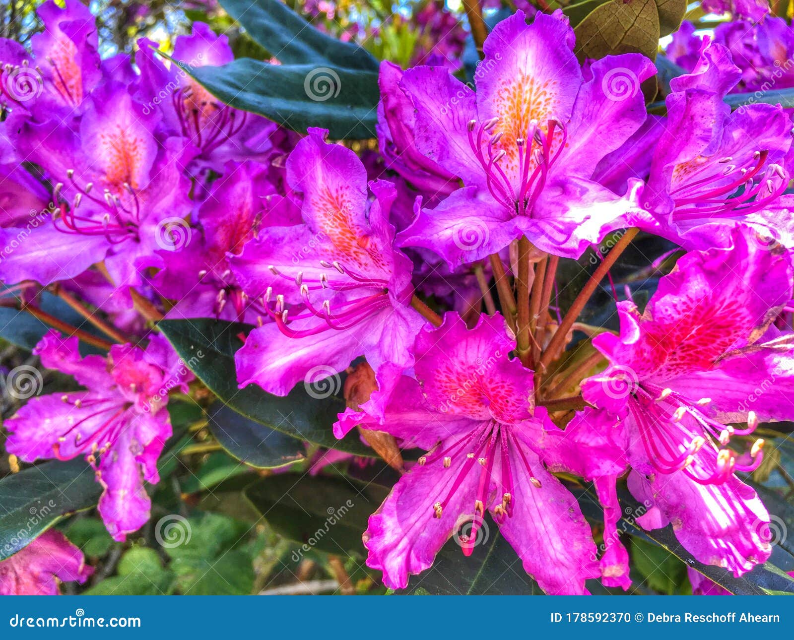 Pontic or Common Rhododendron Flower Stock Photo - Image of blossoms ...