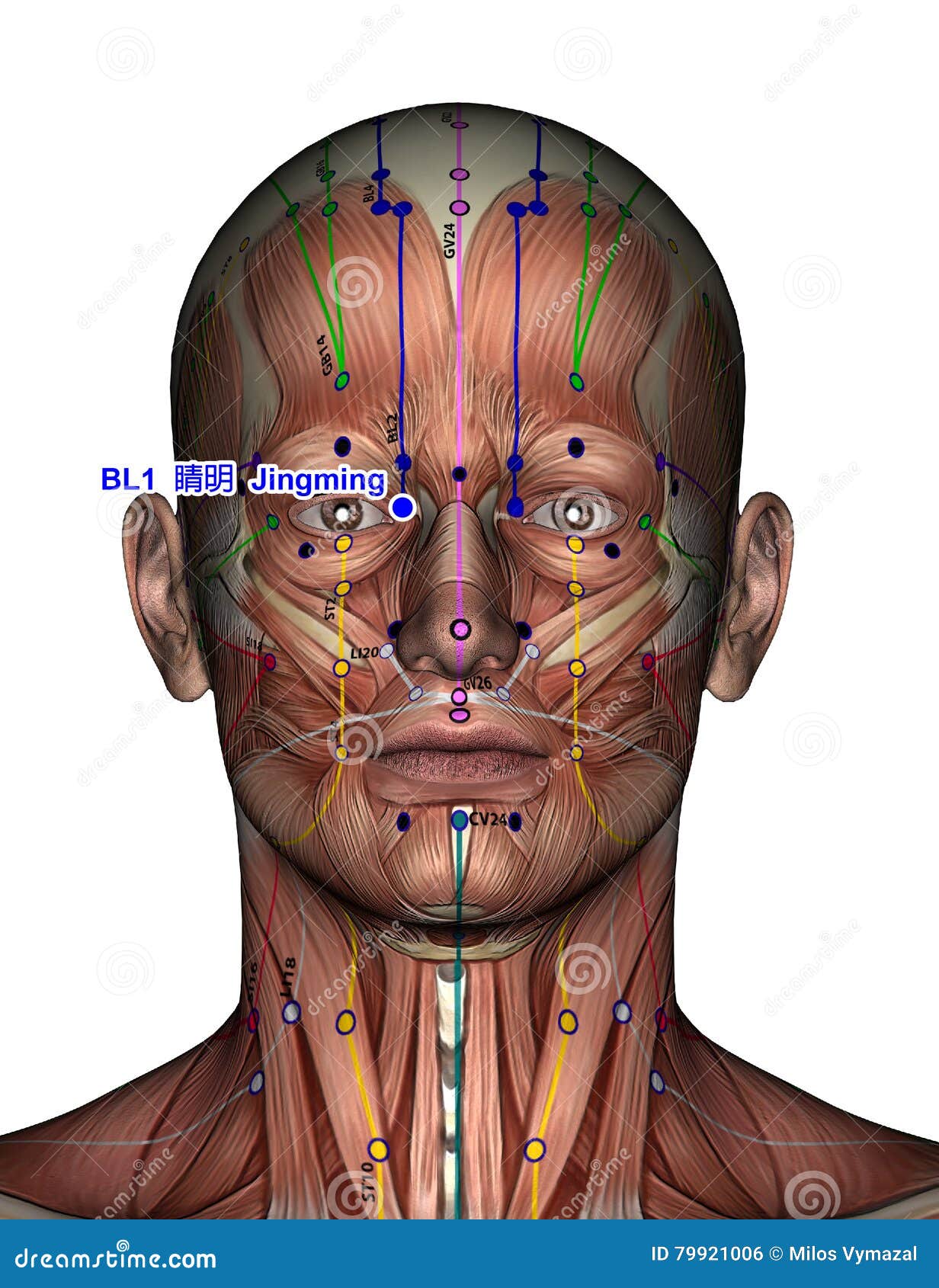 Ponto BL1 Jingming Da Acupuntura Ilustração Stock - Ilustração de ...