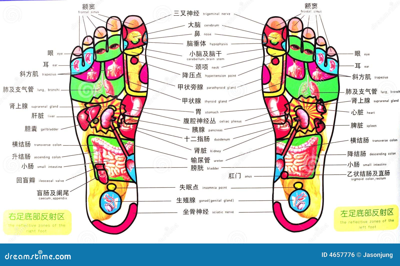 Ponto da acupunctura foto de stock. Imagem de acupuntura - 4657776