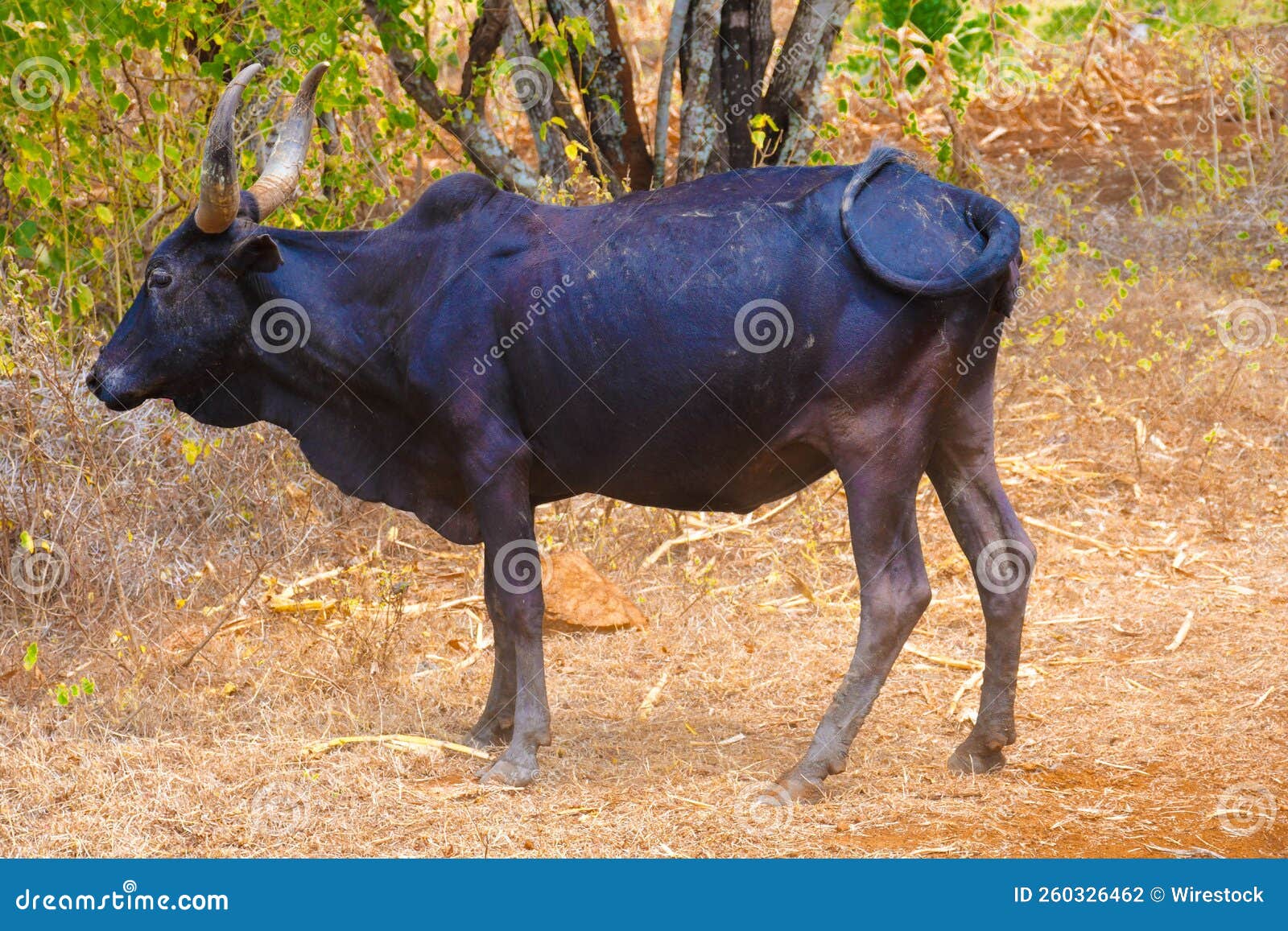 Ponwar Cattle Standing in a Meadow Looking Aside Stock Photo - Image of ...