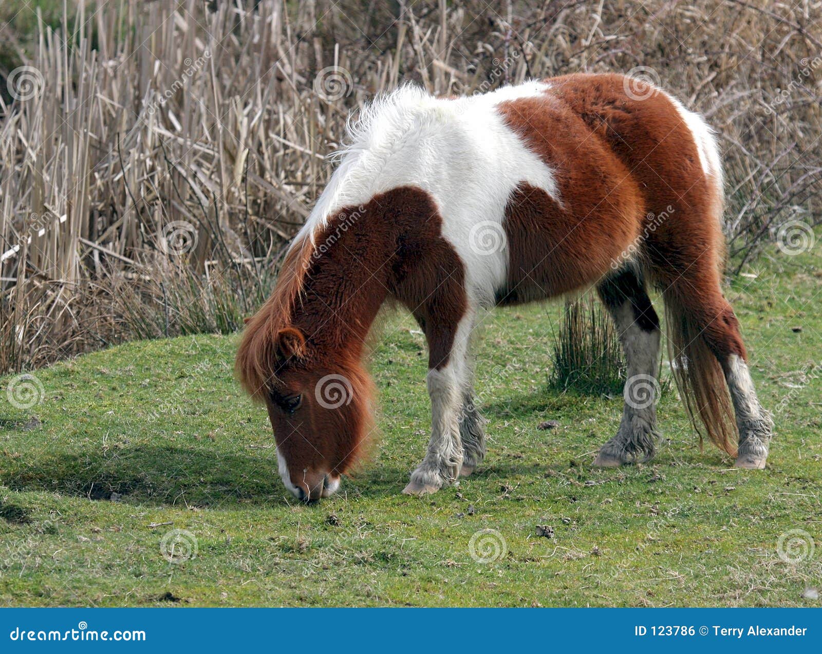 Pony stock photo. Image of farmland, brown, mare, stallion - 123786