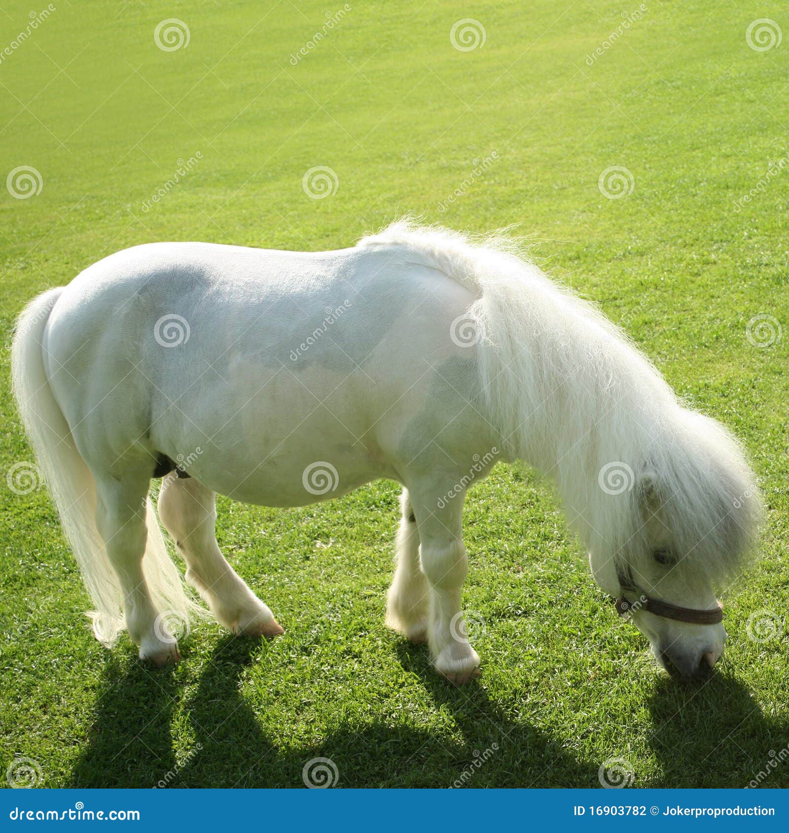 Pony stock photo. Image of heads, bridle, outdoor, kind - 16903782