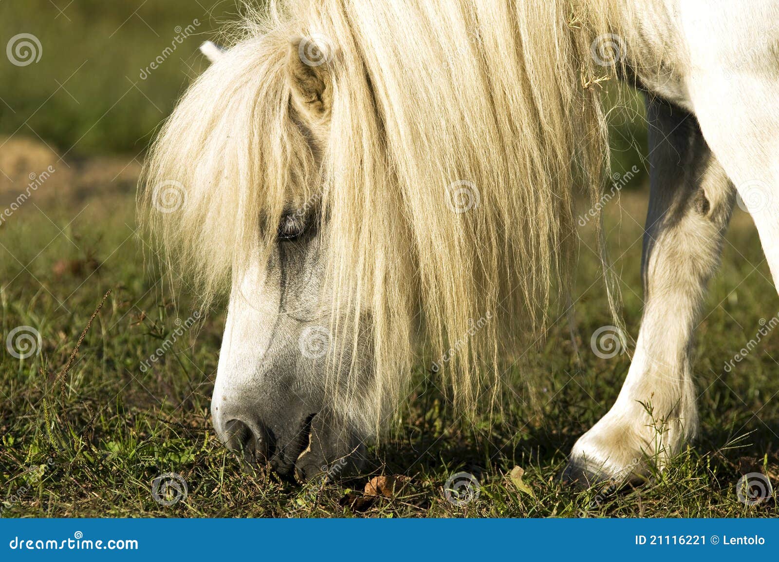 Pony stock image. Image of daytime, grazing, equitation - 21116221