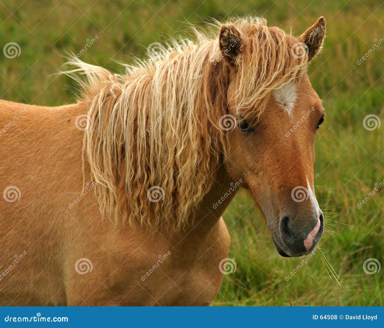 Pony stock photo. Image of mane, pony, wild, nature, head - 64508