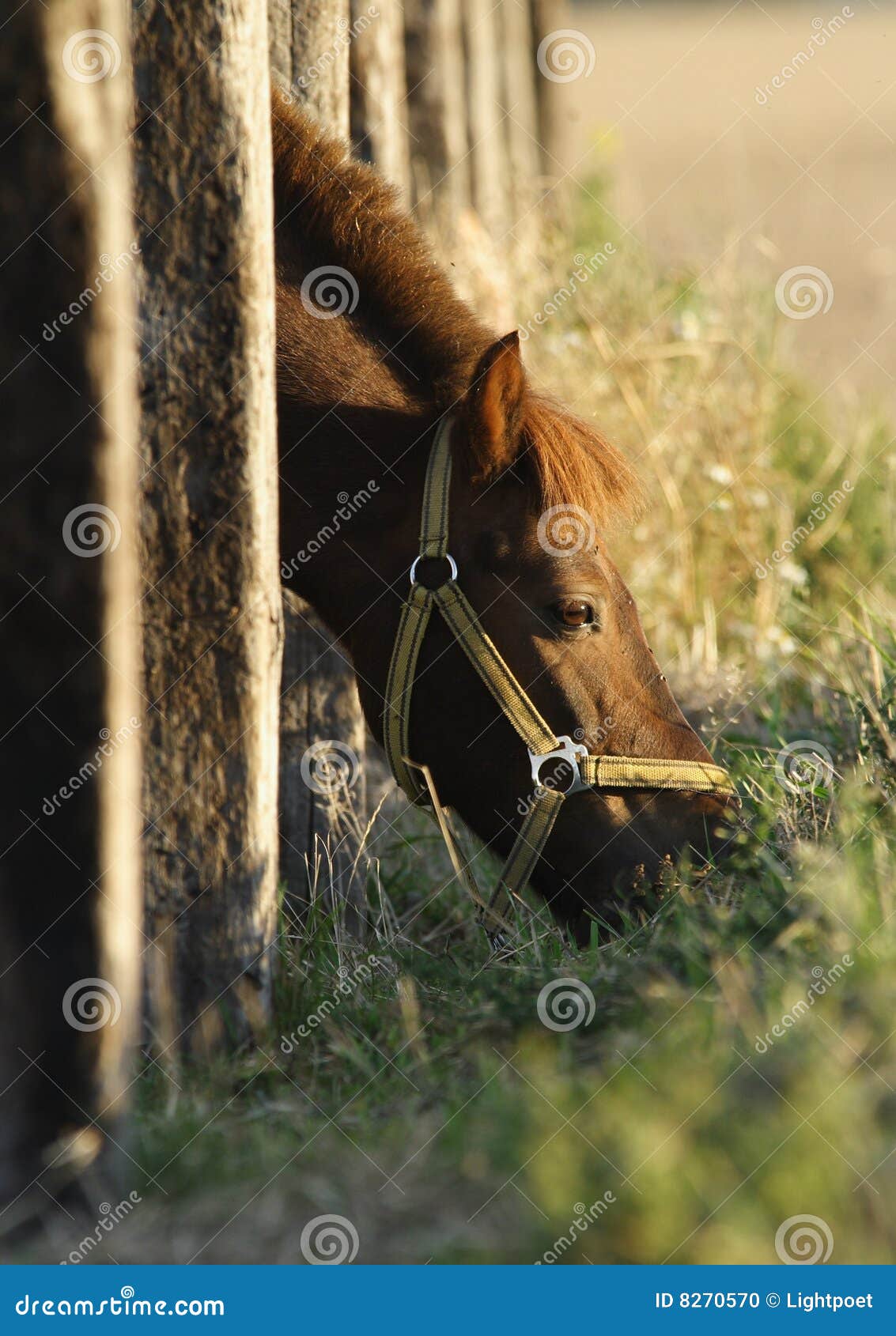 Pony stock photo. Image of pasture, small, beauty, posing - 8270570