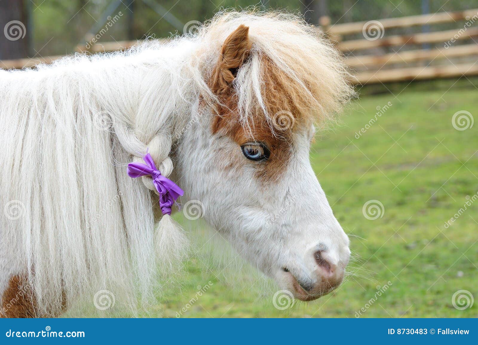 Pony stock image. Image of curly, shaggy, furry, hair - 8730483