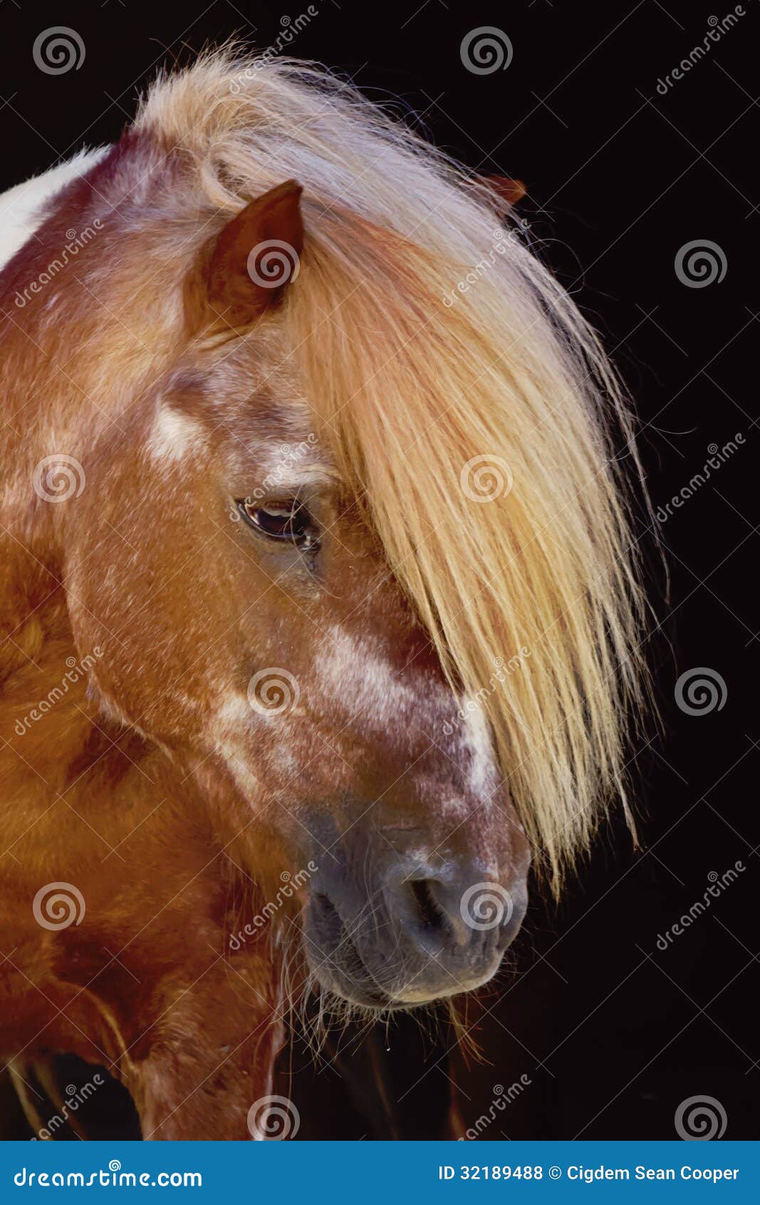 Pony stock photo. Image of elegant, nature, background - 32189488