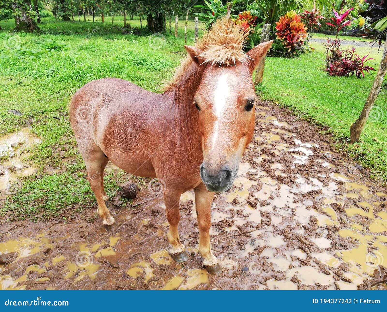 Pony. Beautiful Mini Horse in a Farm Stock Photo - Image of bovine ...