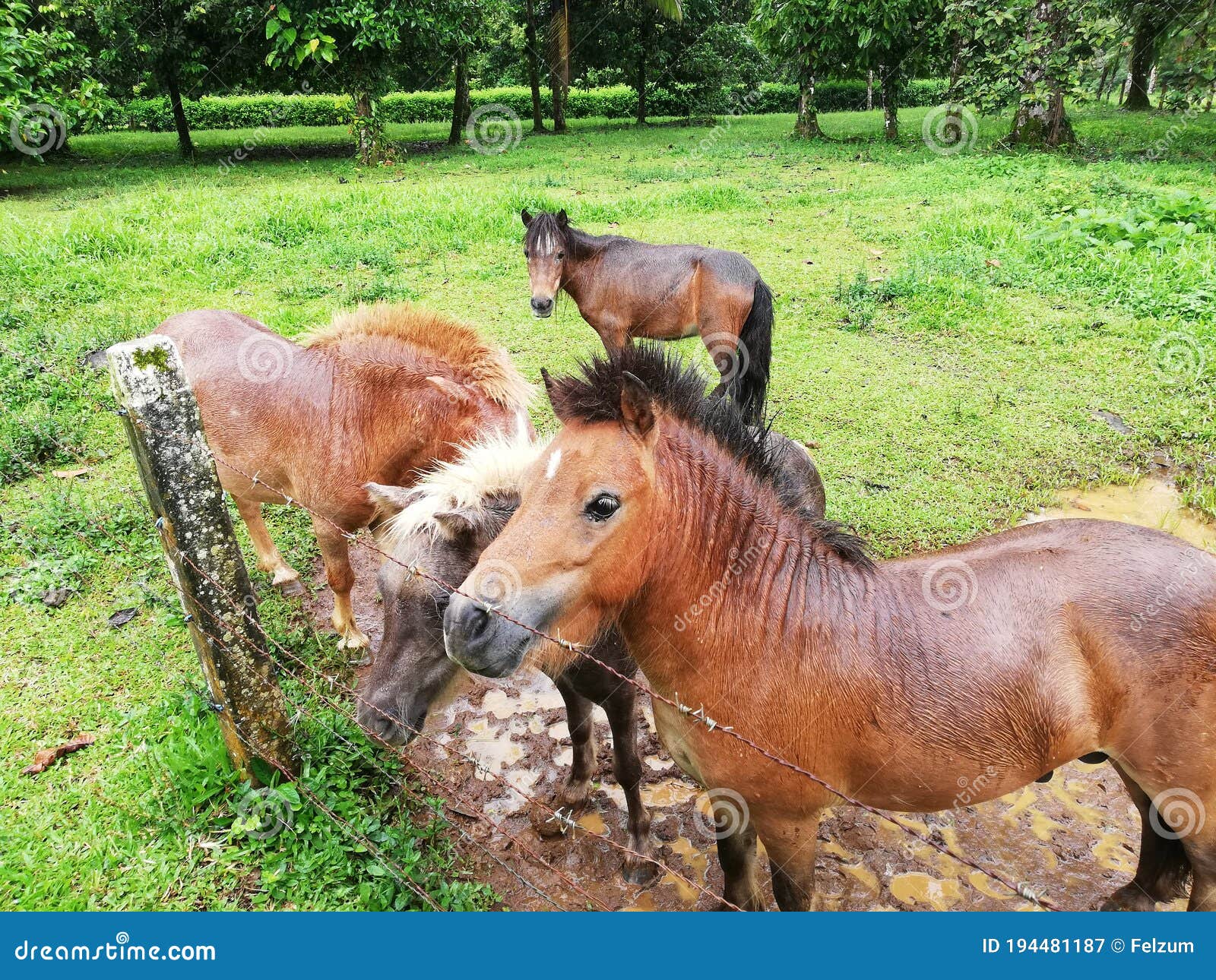 Pony. Beautiful Mini Horse in a Farm Stock Image - Image of grass, mare ...