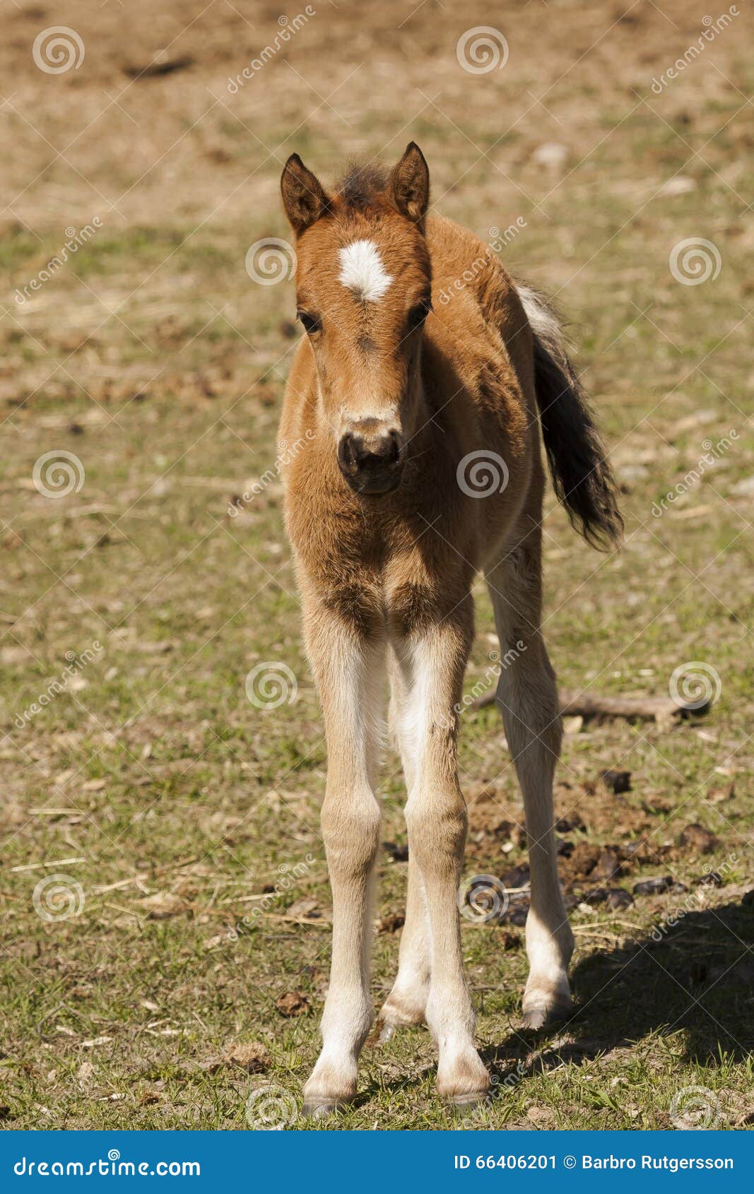 Pony colt stock image. Image of ponnies, youngster, colts - 66406201