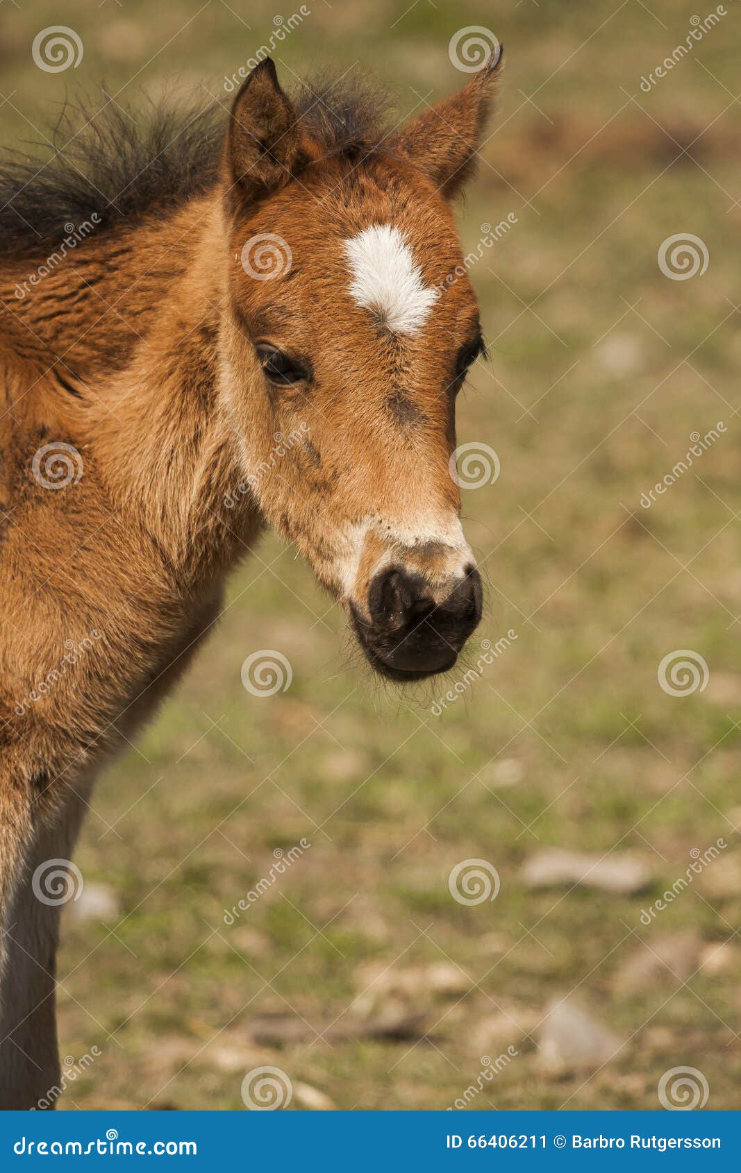 Pony colt stock image. Image of riding, ponnies, animals - 66406211
