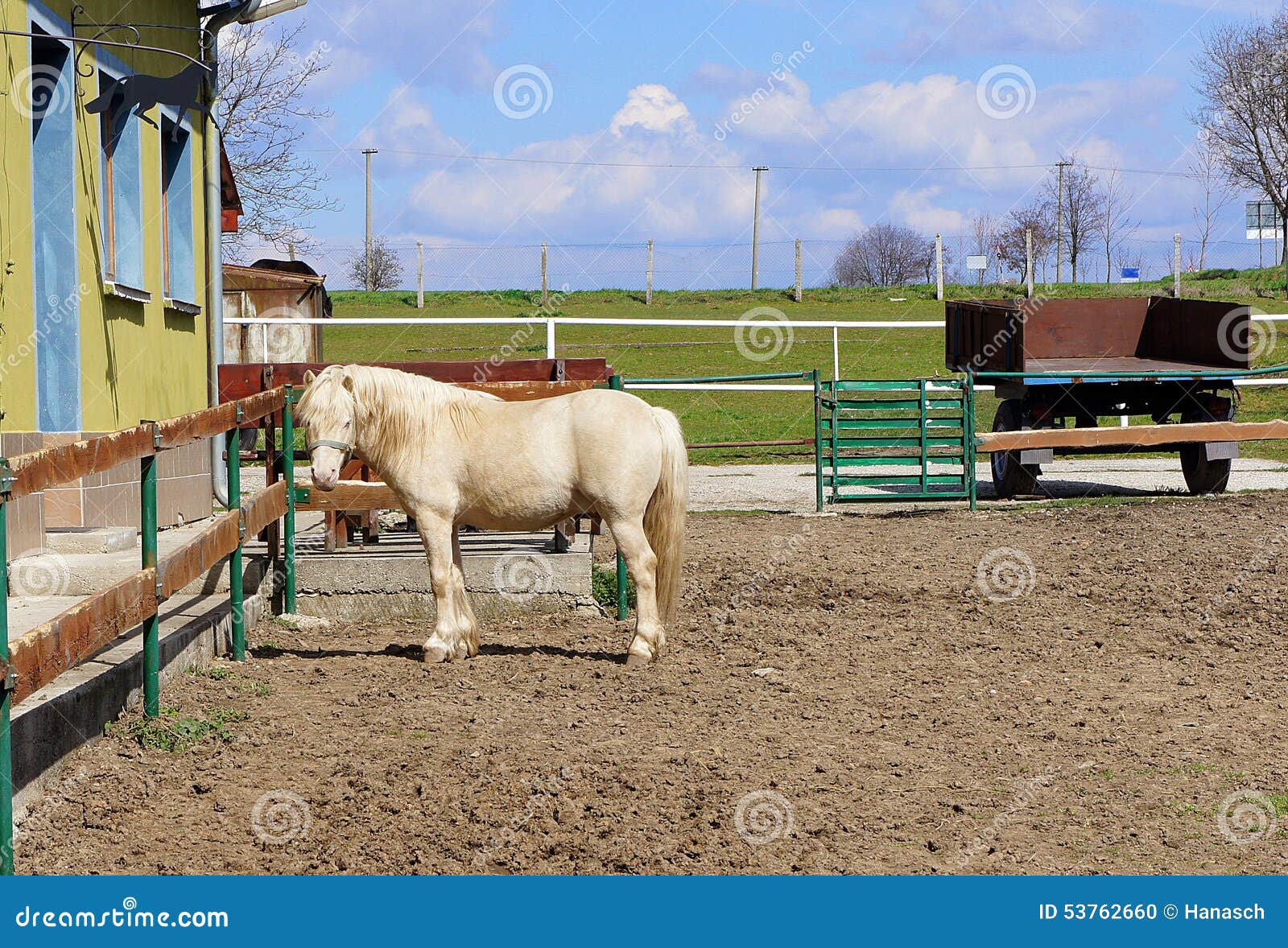 Pony in the corral stock photo. Image of grass, door - 53762660