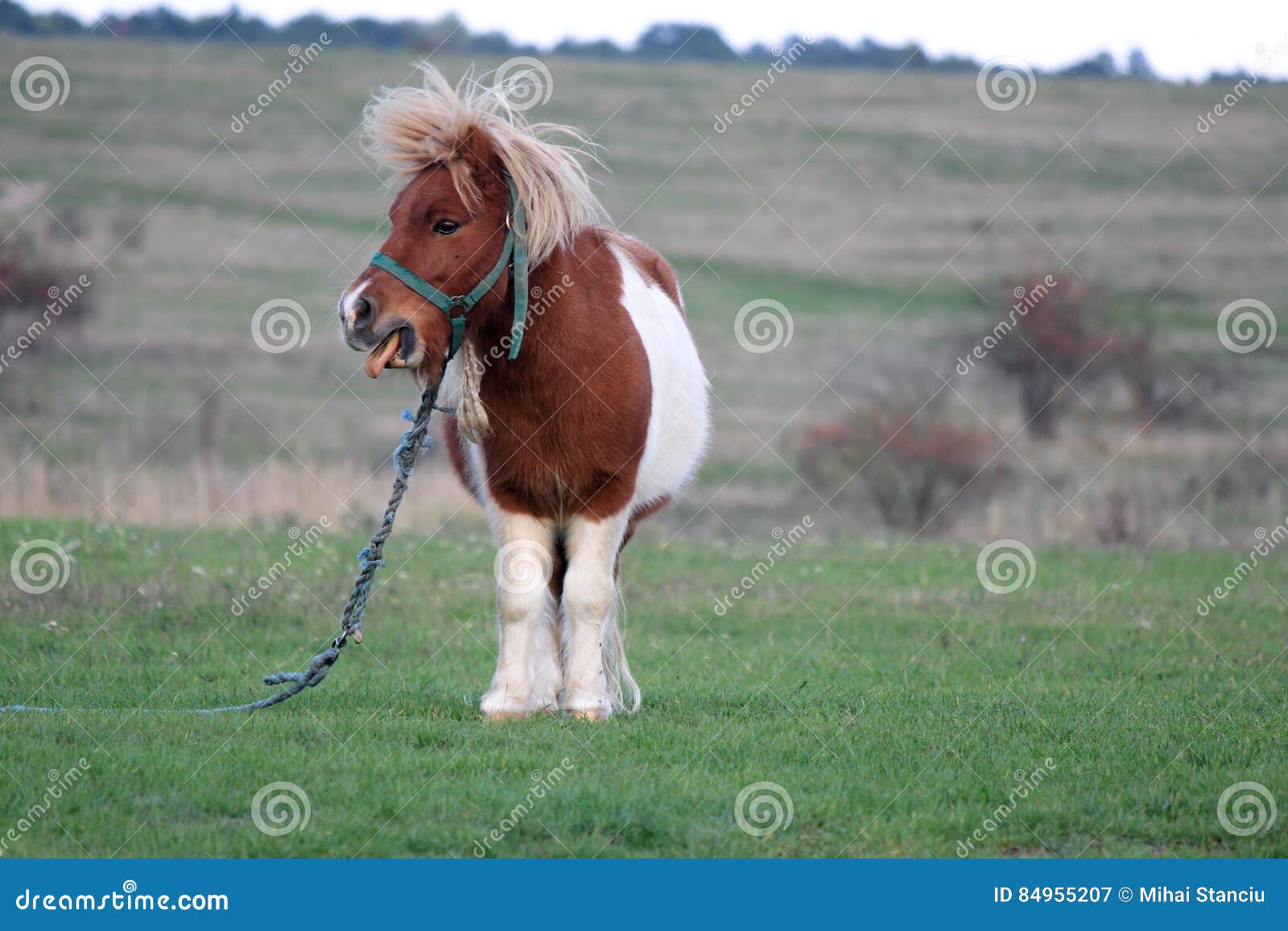 Pony in the country side stock image. Image of meadow - 84955207