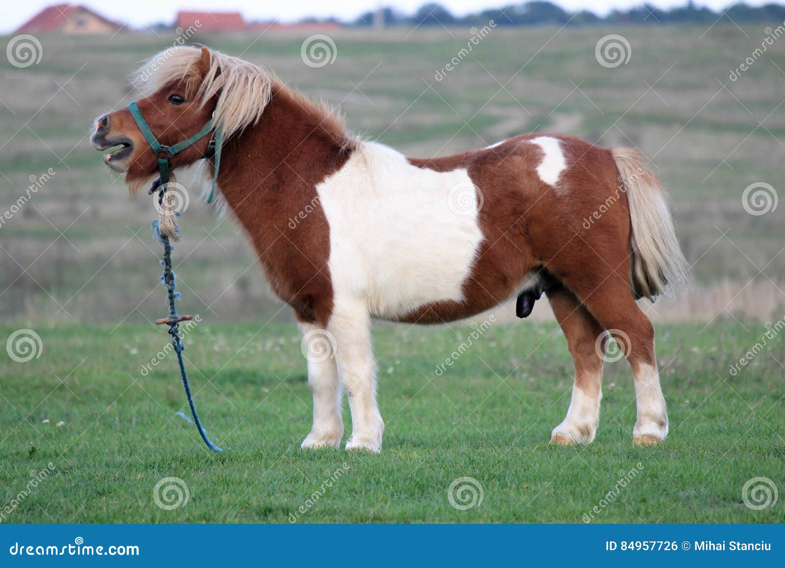 Pony in the country side stock photo. Image of mare, animal - 84957726