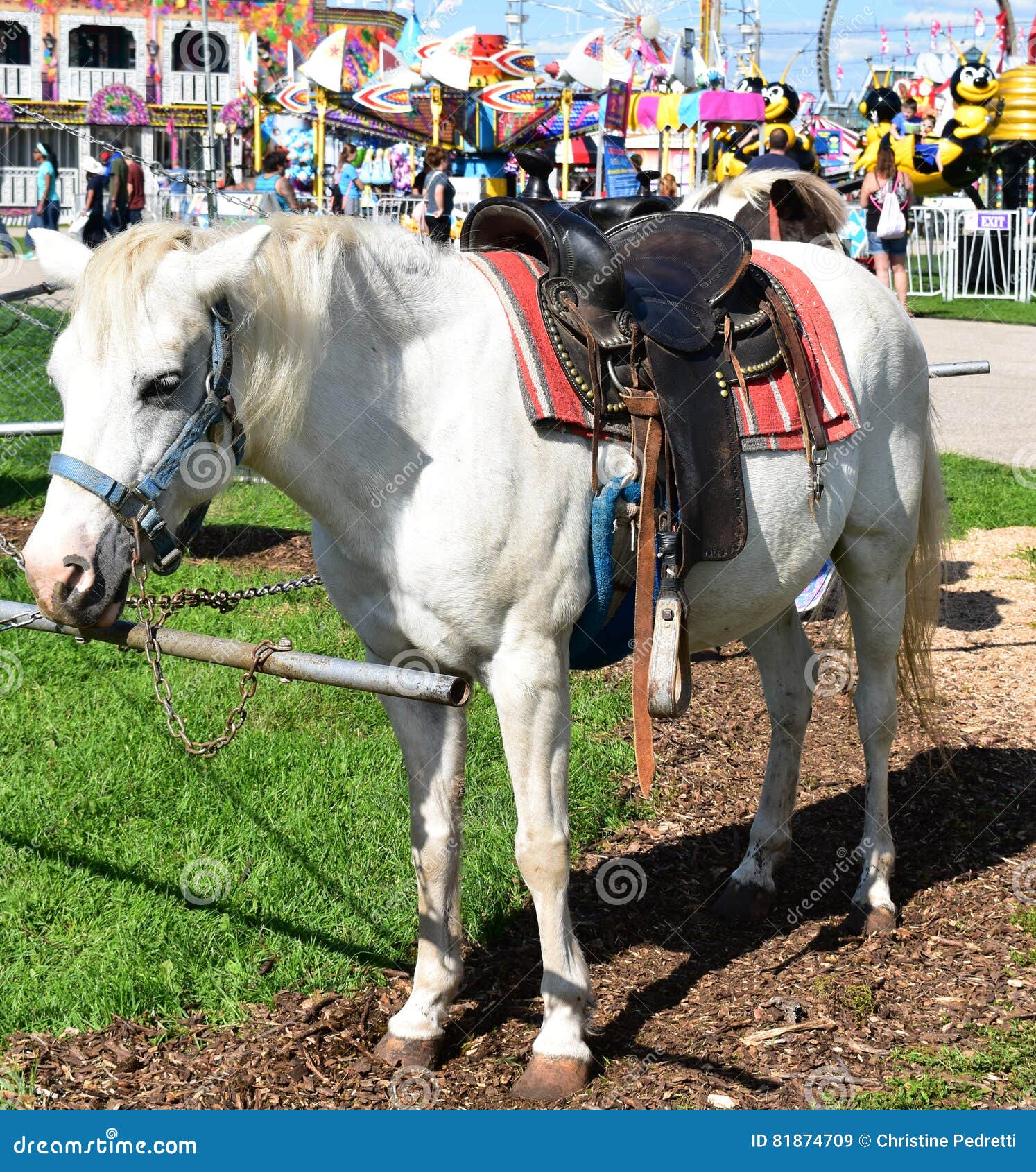 Pony at the county fair stock image. Image of pony, grass - 81874709