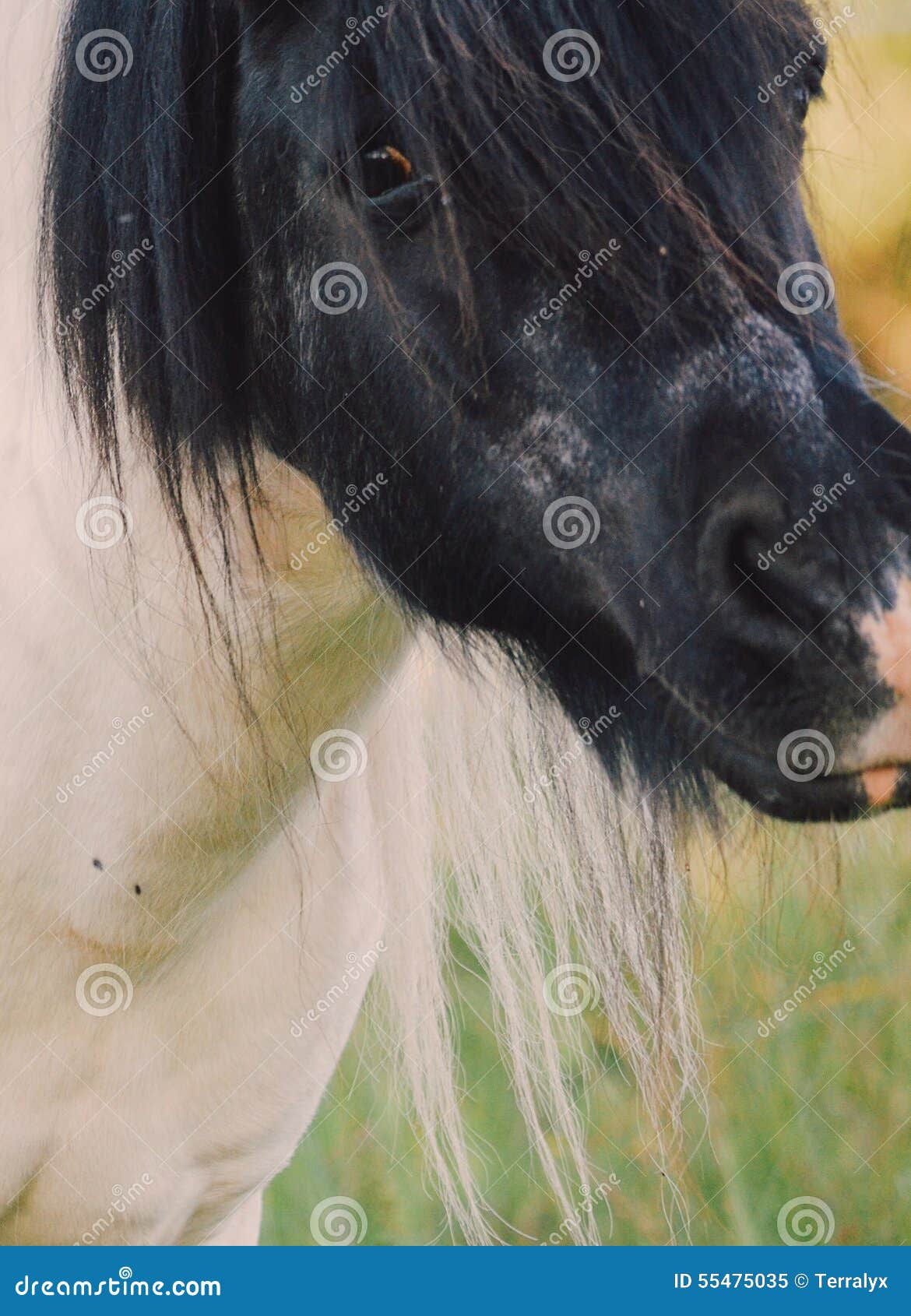 Pony stock image. Image of pinto, mane, countrylife, pony - 55475035