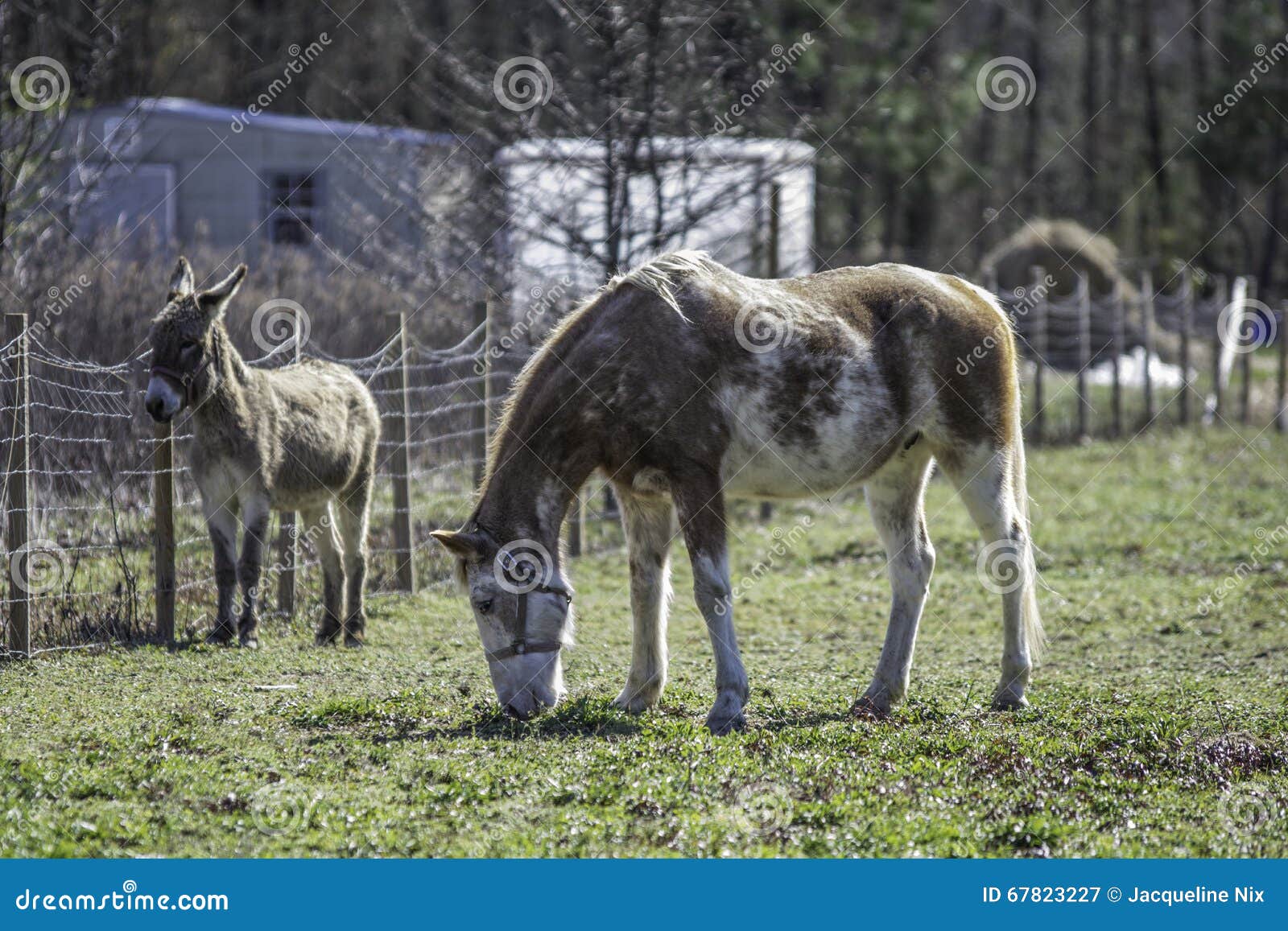 Pony and donkey in pasture stock image. Image of livestock - 67823227