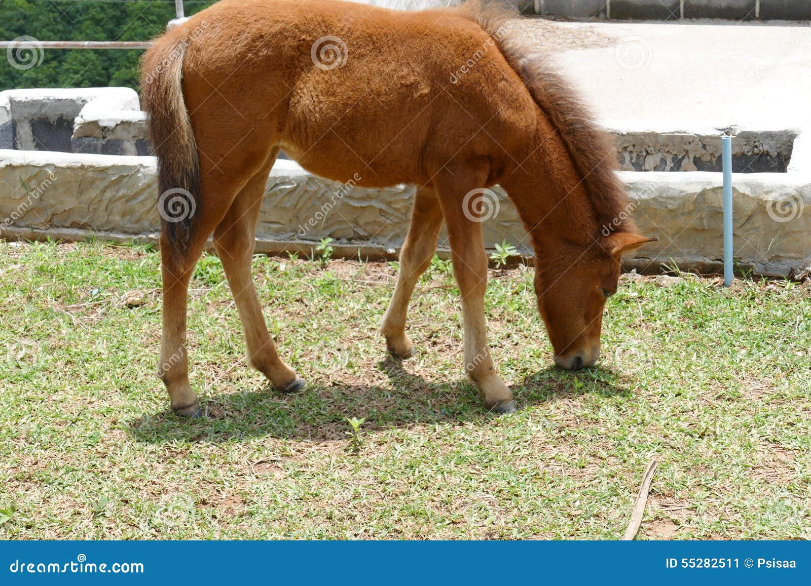 Pony is eating grass stock image. Image of mane, head - 55282511