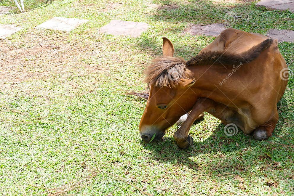 Pony is eating grass stock photo. Image of agriculture - 55282908