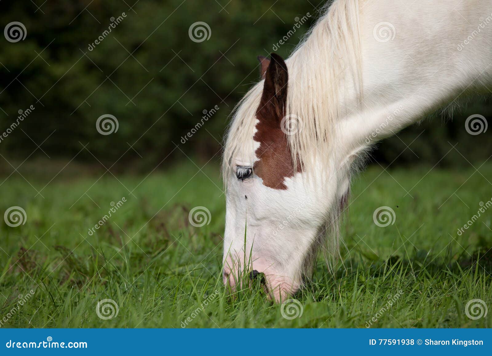 Pony Is Eating Grass Stock Photography | CartoonDealer.com #55282670